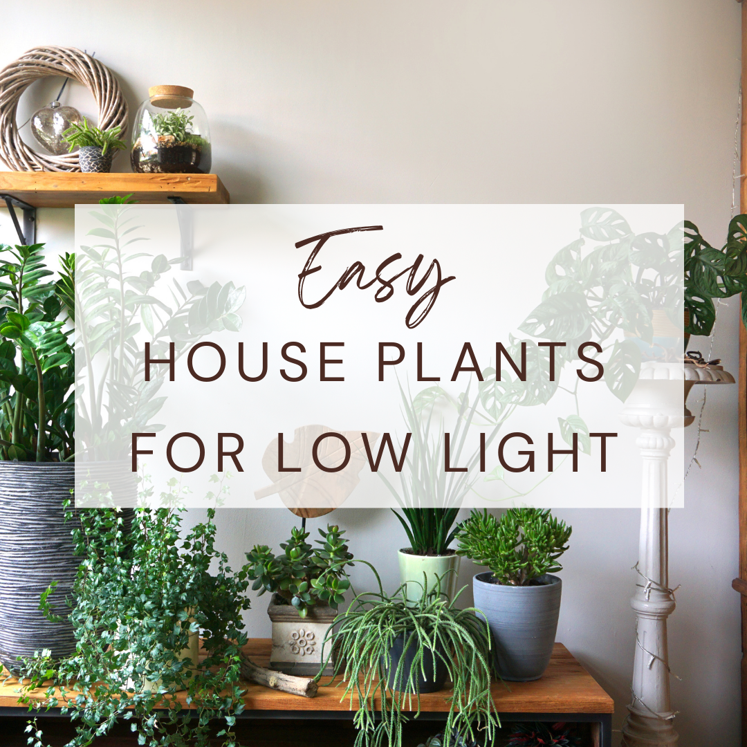 Easy house plants – Top 5 indoor plants for low light